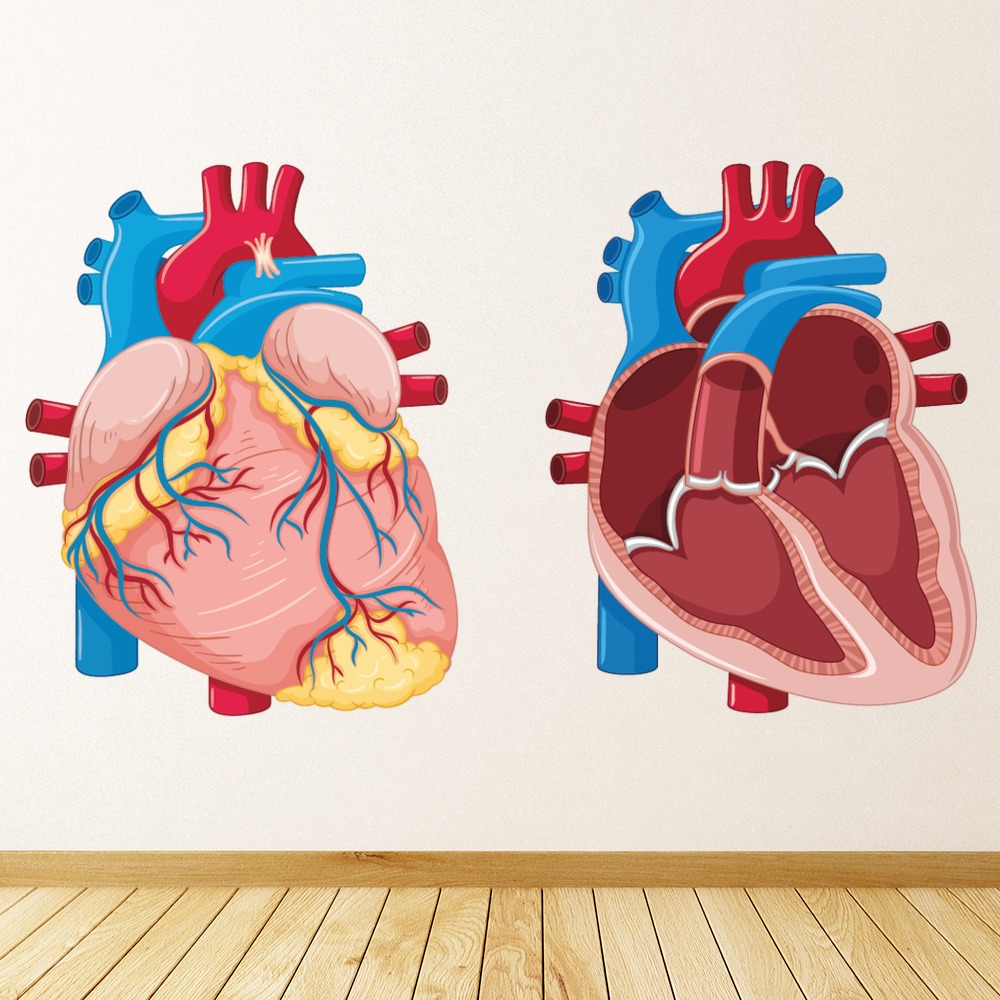 Heart Anatomy Science Laboratory Classroom Wall Sticker | Icon Wall ...